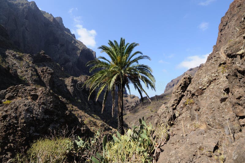 Landschaft Im Masca Tal, Tenerife Stockbild - Bild von kanarienvogel ...