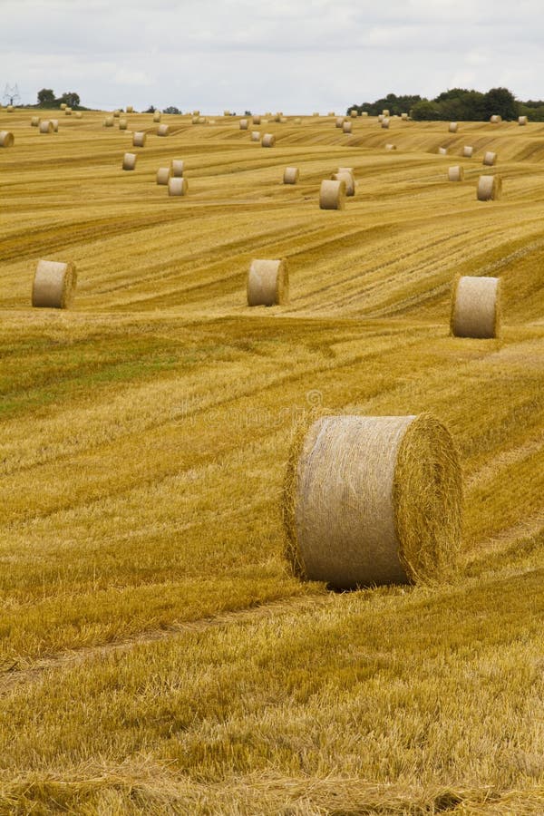 Landwirtschaftliche Landschaft Von Kanada Stockfoto - Bild von ...