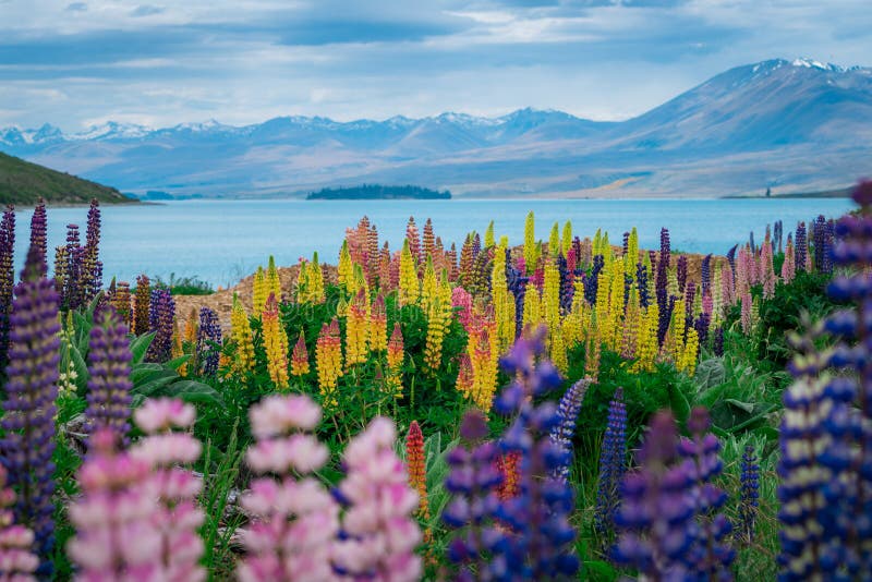 Landschaft Am See Tekapo-Lupinen-Feld In Neuseeland Stockfoto - Bild ...