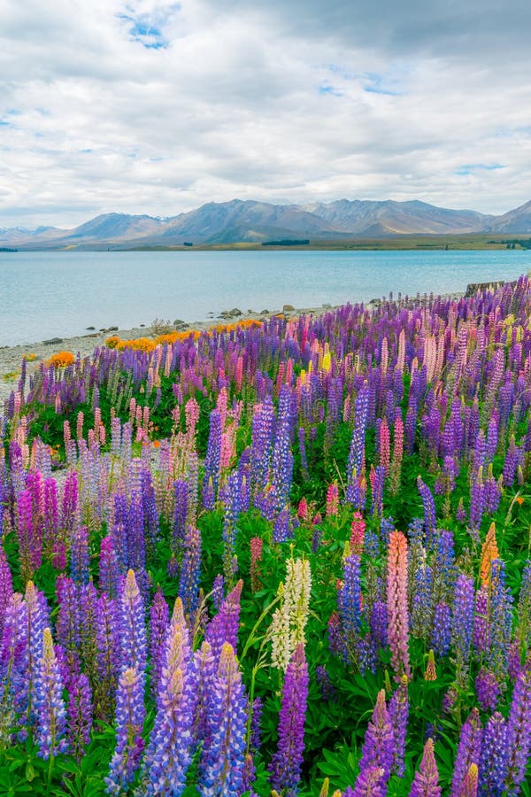 Landschaft am See Tekapo-Lupinen-Feld in Neuseeland Stockfoto - Bild ...