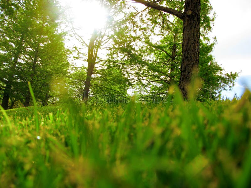 Landschap Groene Gras En Bomen Stock Afbeelding - Image of levensstijl ...