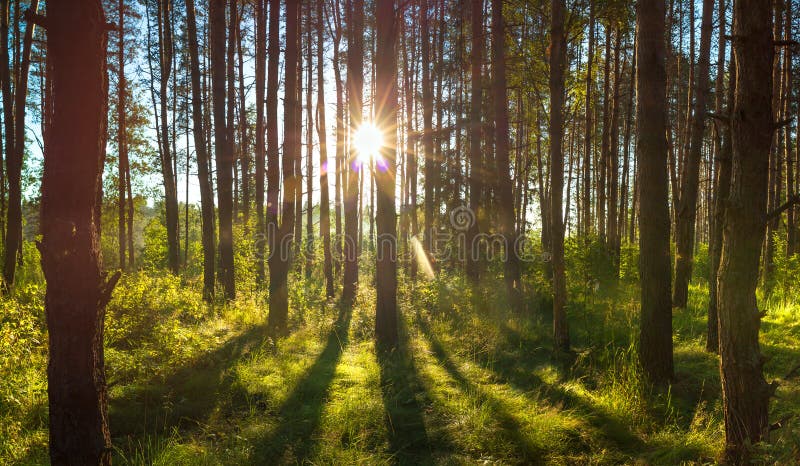 Landschap met bos en zon stock afbeelding. Image of idyllisch - 127739701