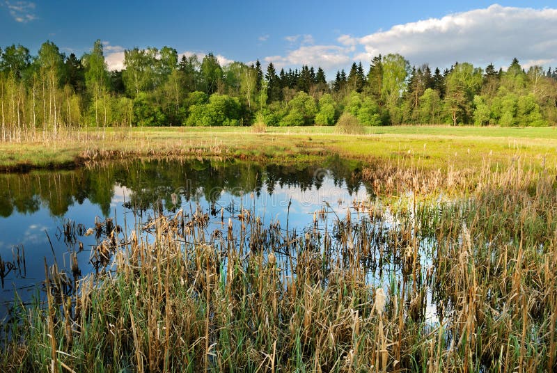 Landschap met moeras stock afbeelding. Image of riet - 10406487