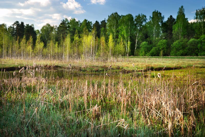 Landschap met moeras stock afbeelding. Image of riet - 10406489