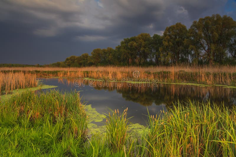 Landschap met moeras stock foto. Image of gras, riet - 52461968