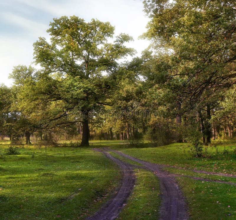 Landschap met weg in bos stock afbeelding. Image of niemand - 27134795