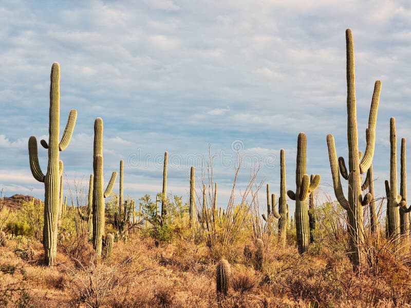 Landschap Van De Woestijn Met Saguaro-cactussen Gestemd Beeld Stock ...