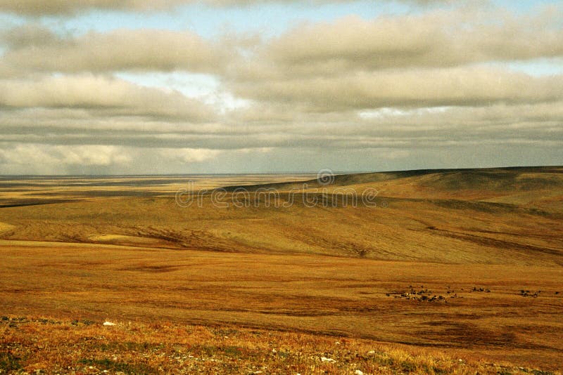 Landschap van toendra stock afbeelding. Image of gras - 7668899