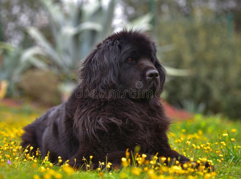 Landseer dog pure breed stock photo. Image of animal - 100421010