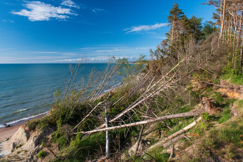 Landslide Cliff by the Sea with Trees, Labrags, Latvia Stock Photo ...