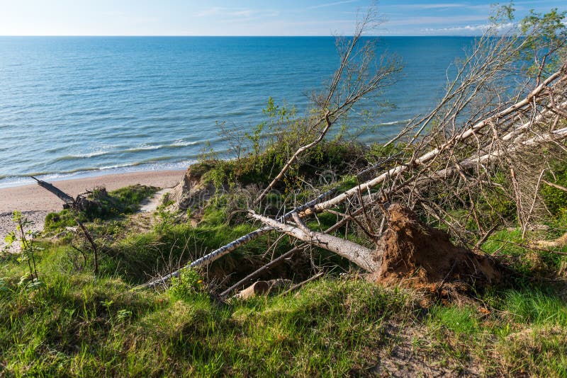 Landslide Cliff by the Sea with Trees, Labrags, Latvia Stock Photo ...