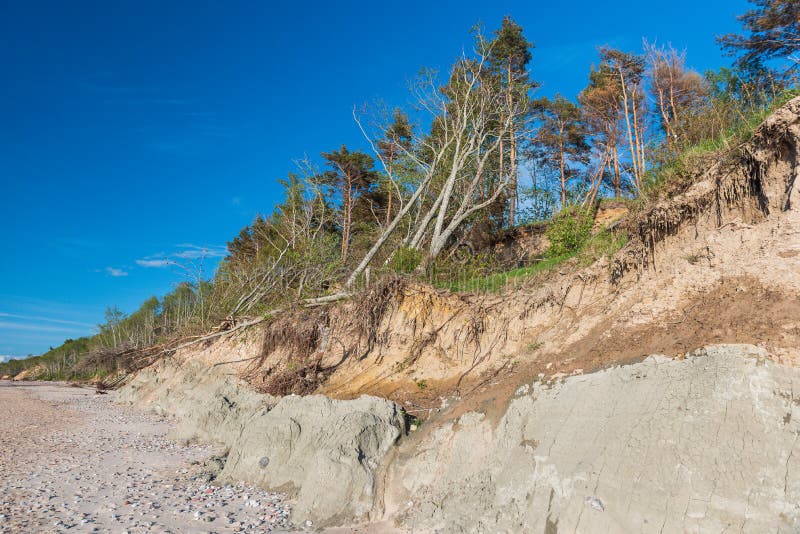 Landslide Cliff by the Sea with Trees, Labrags, Latvia Stock Image ...