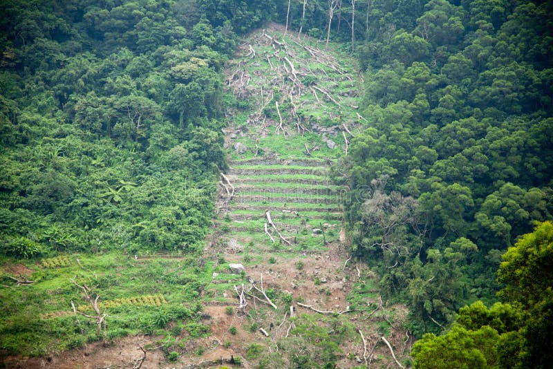 Landslides in the forest stock photo. Image of outdoor - 27400742
