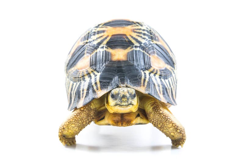 Landturtle stock photo. Image of objects, rock, patience - 47840300