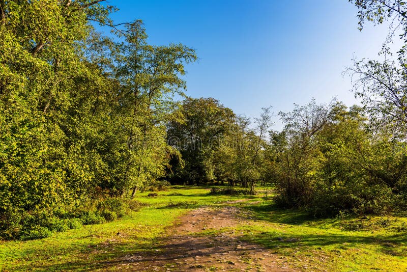 Landweg in groen bos stock afbeelding. Image of landschap - 60801053