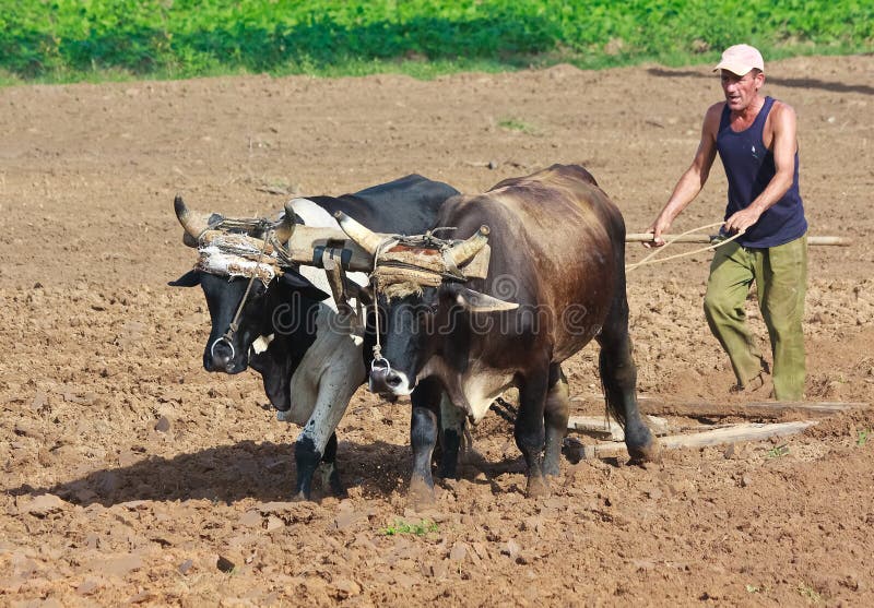 Landwirt, Der Sein Feld in Kuba Pflügt Redaktionelles Stockfotografie ...