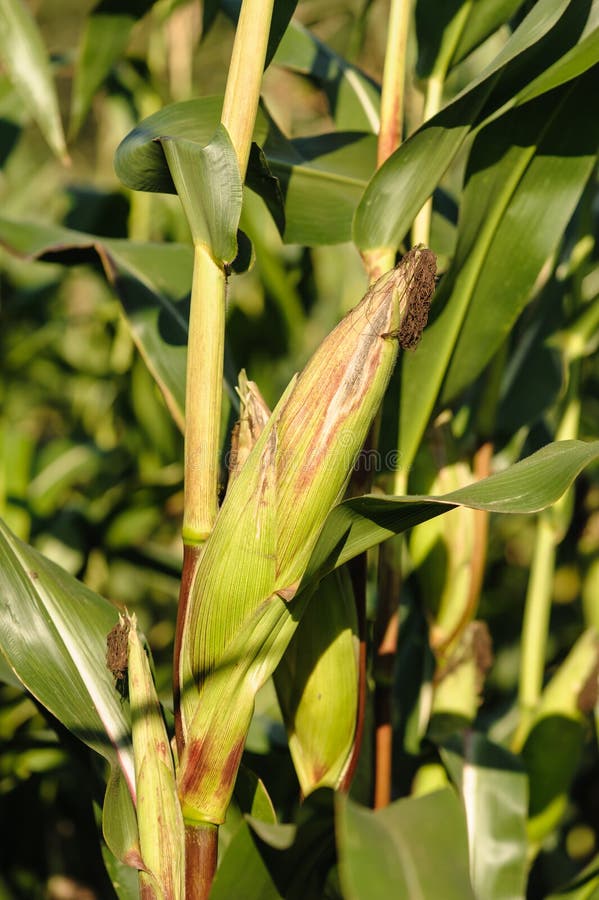 Landwirtschaft - Mais-Ernte Stockfoto - Bild von pfeiler, jahreszeit ...