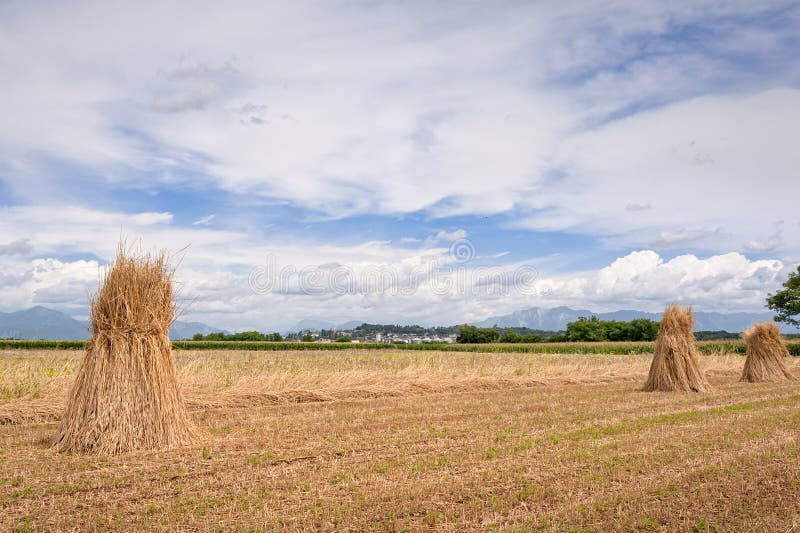 Garben Weizen stockfoto. Bild von voll, landwirtschaftlich - 27060942