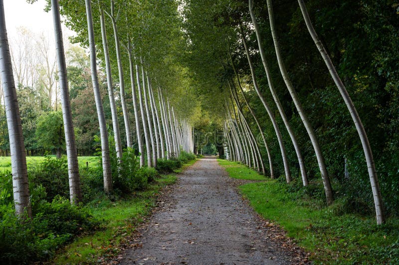 Lane of Birch Trees in the Woods of Imde, Belgium Stock Photo - Image ...