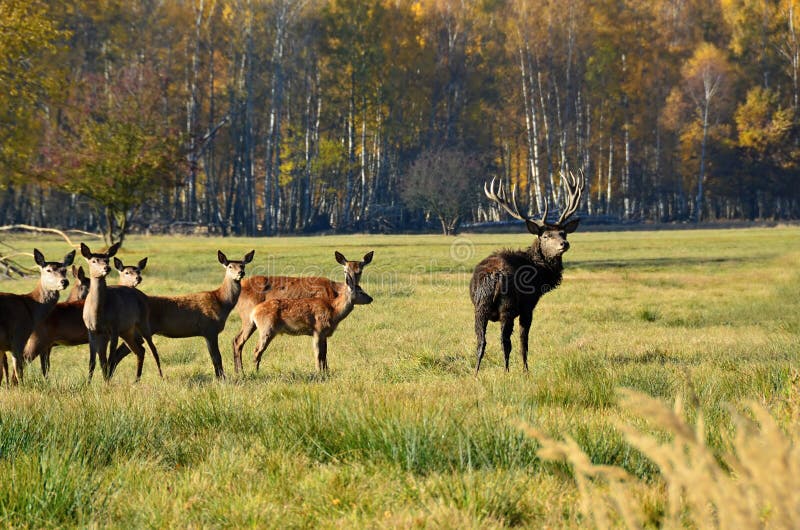 Lane and Deer Grazing Near the Forest Stock Image - Image of autumn ...