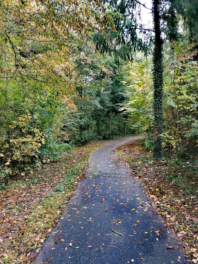 Lane in the forest stock image. Image of autumn, forest - 162316429