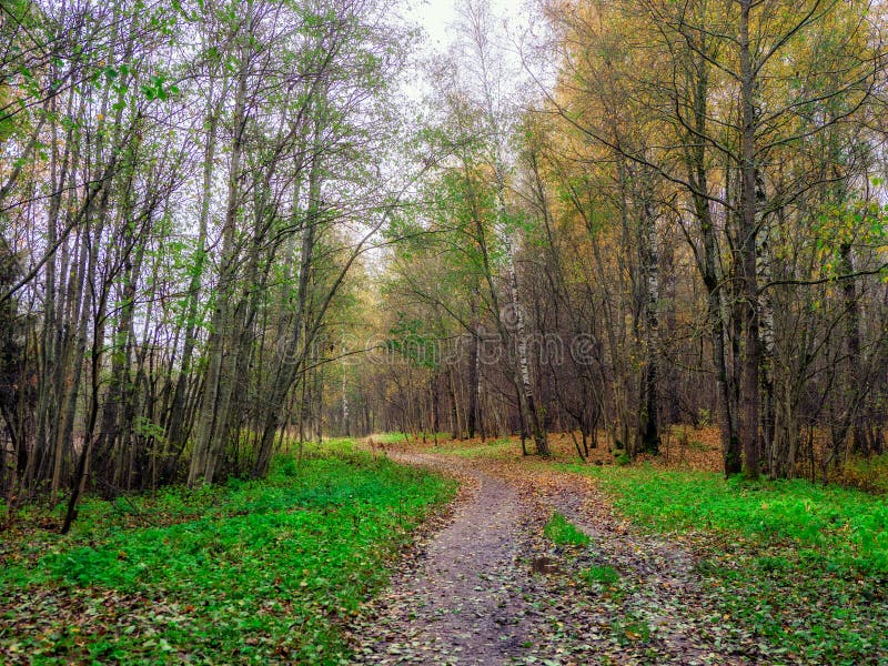 Lane Going through Spring Misty Forest Stock Image - Image of road ...