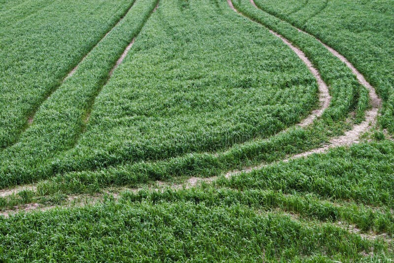 Lane in a Green Field of Grass Stock Photo - Image of fresh, lush: 9280300