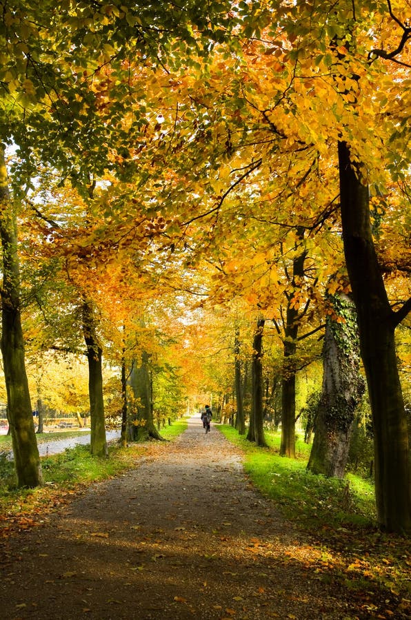 Lane in Park with Beech Trees Stock Image - Image of brown, season ...