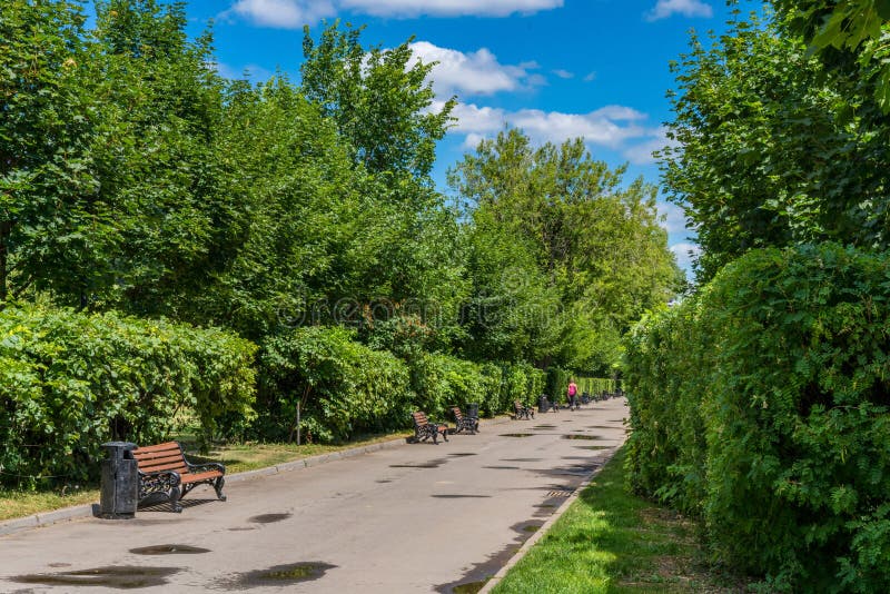 Alley in the Park with Benches on a Sunny Summer Day. Stock Image ...