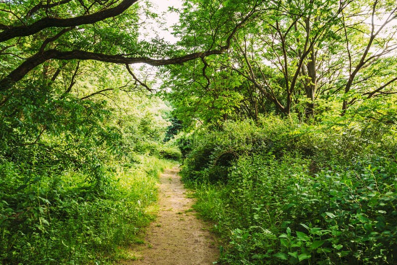 Lane, Path, Pathway in Summer Deciduous Forest Trees Stock Photo ...