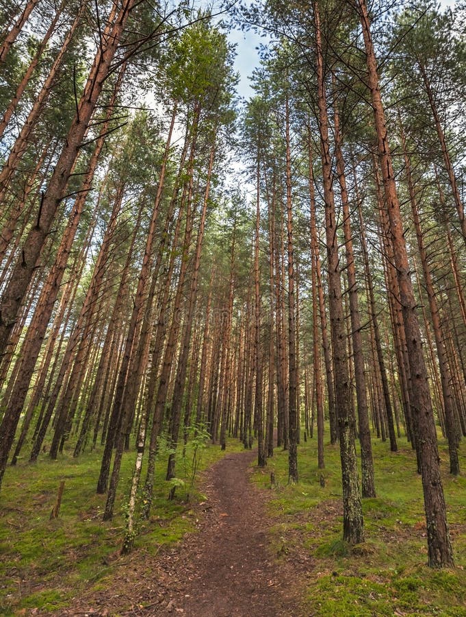 Lane in the Pine Tree Forest Stock Photo - Image of russia, timber ...
