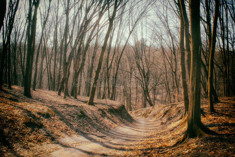 Lane Running through Deciduous Forest at Dawn or Sunrise. Stock Photo ...