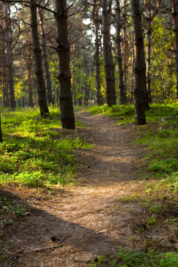 In the woods stock photo. Image of daren, land, tree, track - 1181374