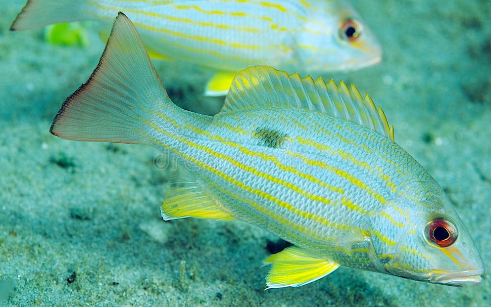 Lane Snapper stock image. Image of ichthyology, holacanthus - 26533151