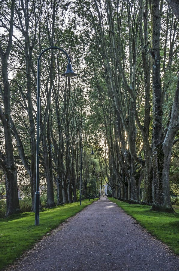 Lane of trees stock image. Image of beautiful, branch - 128921133