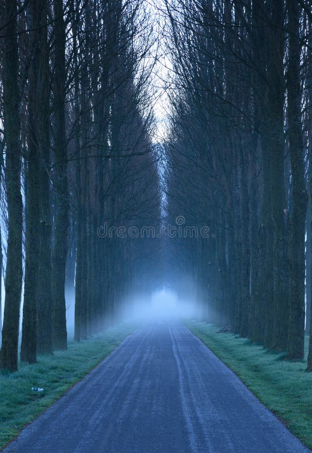 Lane of trees stock image. Image of mist, dark, road - 39159627