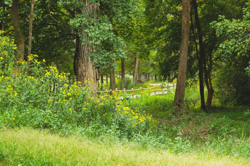 Lane through Verdant Forest Stock Photo - Image of green, leaf: 317217308