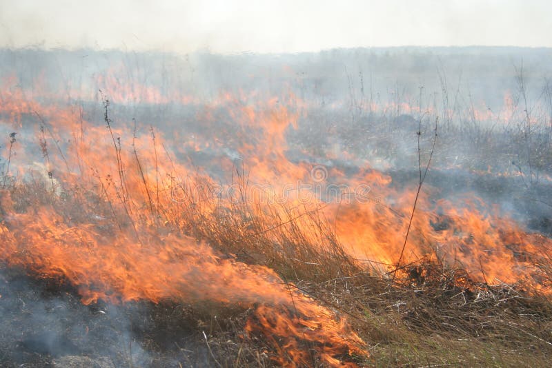 Lanes of the Burning Dry Grass Stock Image - Image of field, smoke ...