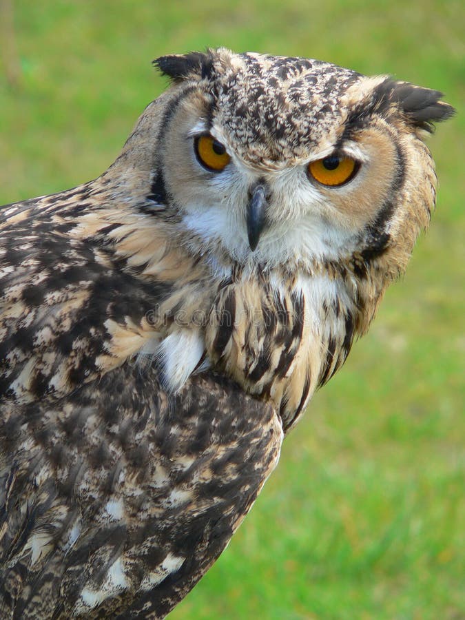 Lange-ooruil stock foto. Image of vogel, gehoornd, wortel - 246938