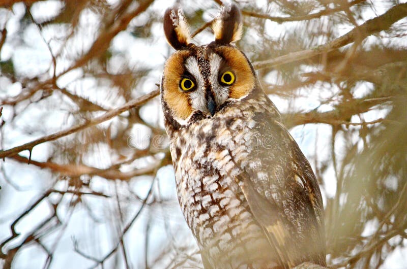 Eeuzeuil (Asio Otus) Leeft in Het Bos Stock Afbeelding - Image of wild ...