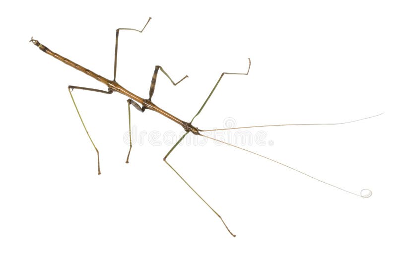 Lang en dun insect stock afbeelding. Image of stok, voelers - 16527361