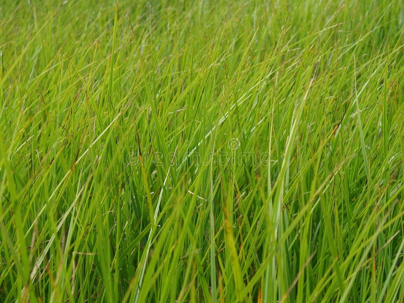 Lang groen gras stock foto. Image of groei, weide, zomer - 548372