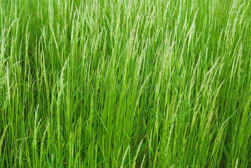 Lang Groen Aquatisch Onkruid in Rivier Stock Afbeelding - Image of ...