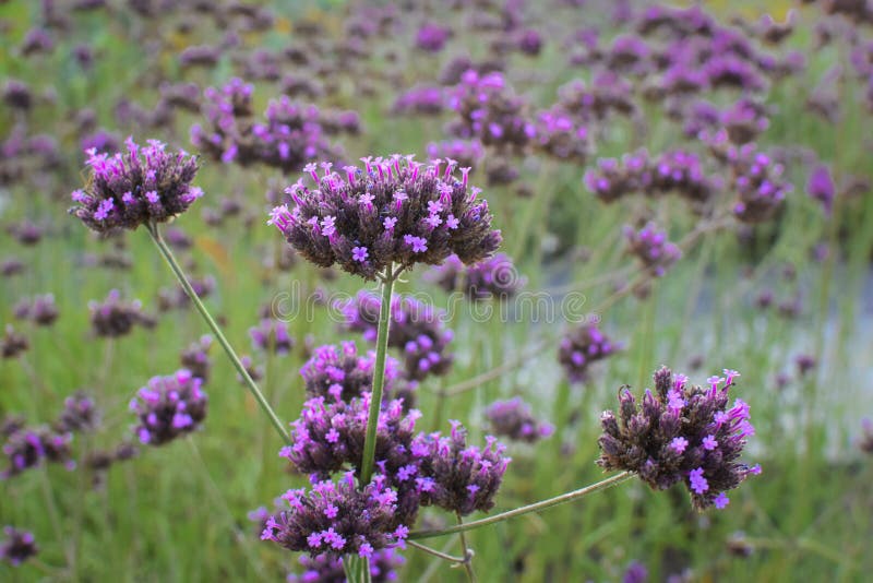 Ijzerkruid Het Groeien In Kleine Ruimtetuin Ingemaakte Installaties ...
