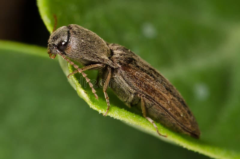 Lang insect stock afbeelding. Image of harig, macro, groen - 31522827