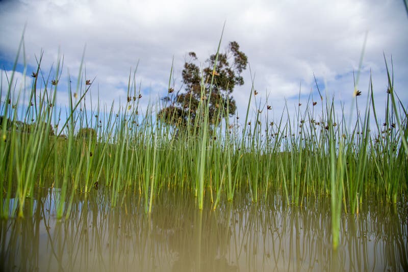 Lang Vreedzaam Riet in Het Water Stock Afbeelding - Image of kleur ...