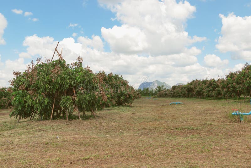 Langan farm stock photo. Image of sweet, climate, asia - 62634450