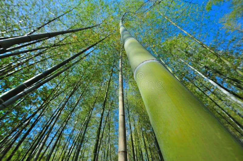 Lange Breed Van Het Bamboe Van Japan Stock Foto - Image of park, bamboe ...