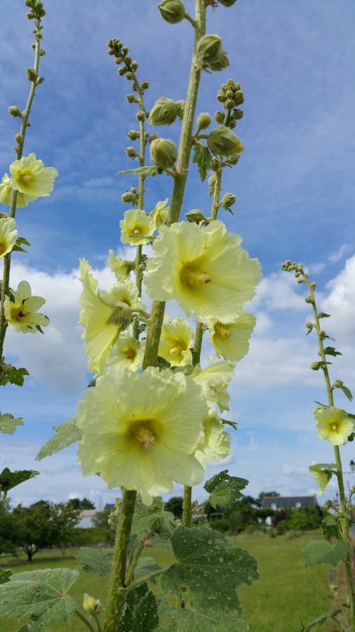 De Gele Stokrozen Voor Kant-curtained Alpien Plattelandshuisjevenster ...