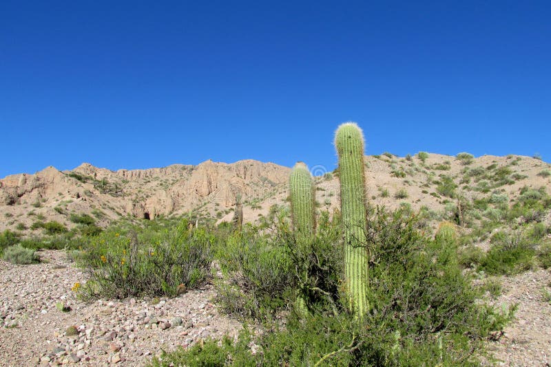 Lange Groene Cactus in De Woestijn Van Zuid-Amerika Stock Afbeelding ...